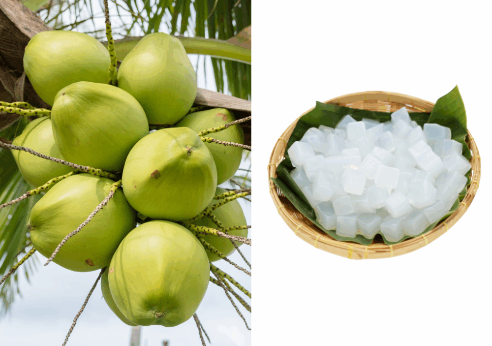 How Nata de Coco Is Made - From Coconut Water to Chewy Jelly